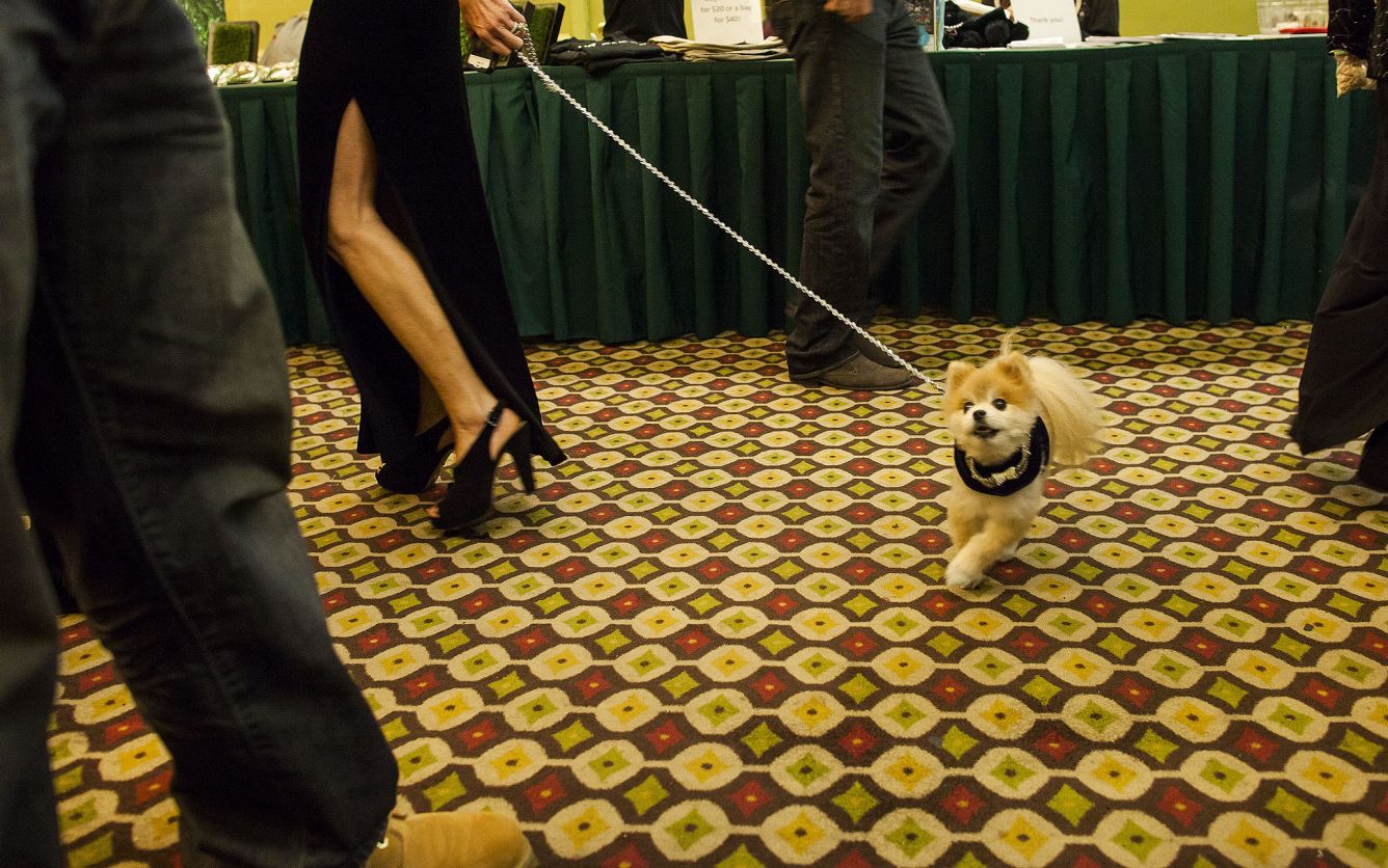 What Counts As An 'Assistance Animal' Just Got Narrower - Disability Scoop